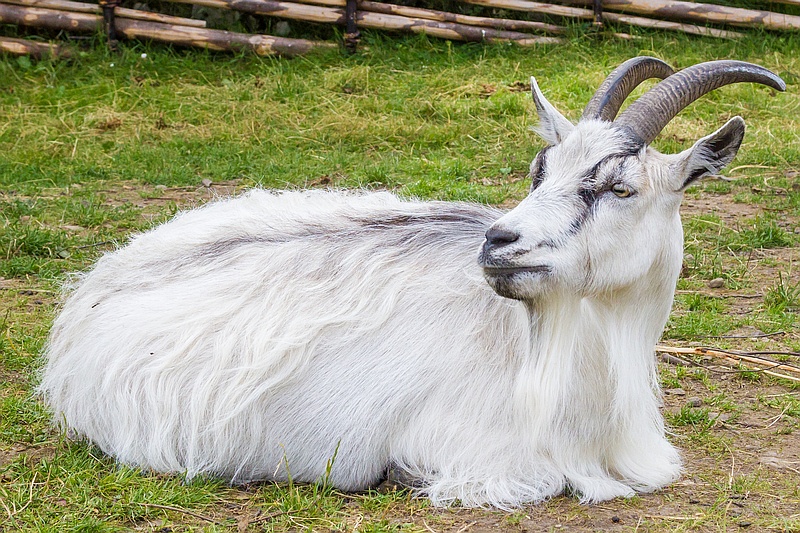 Jämtget - Breed Profile - Goat Journal
